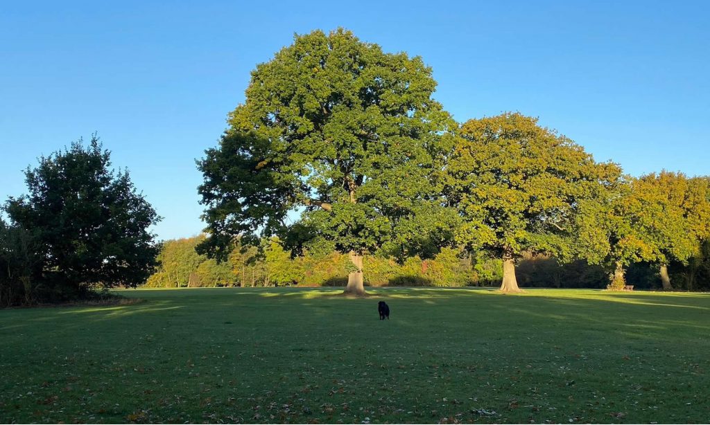 Home - Wythall Community